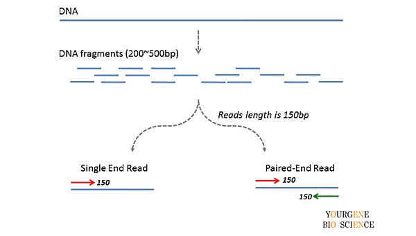 Paired-End V.S. Single-End－有勁的基因資訊｜痞客邦