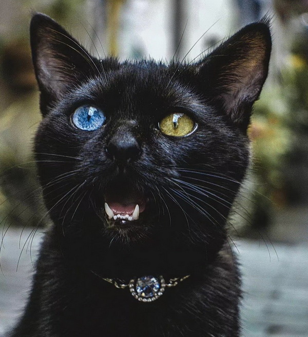 10／29「國際貓咪日」 記得給貓咪一個大大的擁抱 - LUCI的創作 - 巴哈姆特