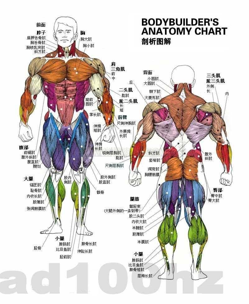 醫療資訊 - 肌肉圖示.jpg @ ace2005的相簿 :: 痞客邦 PIXNET