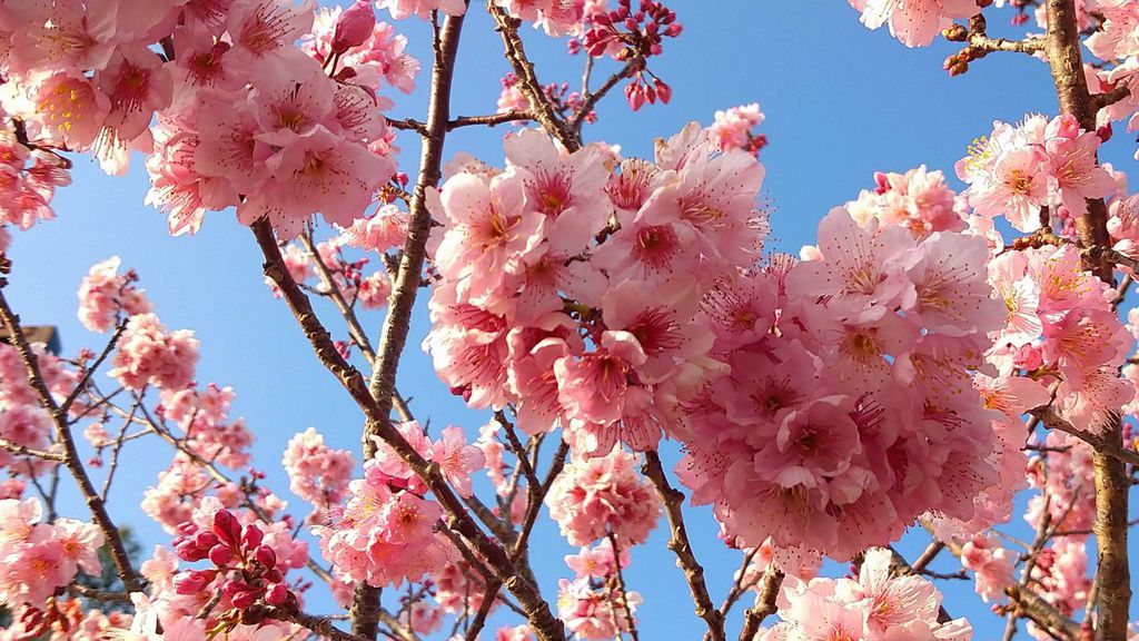 202002 合歡山主峰 - 台14甲線－BarneyAudrey的相簿｜痞客邦 PIXNET