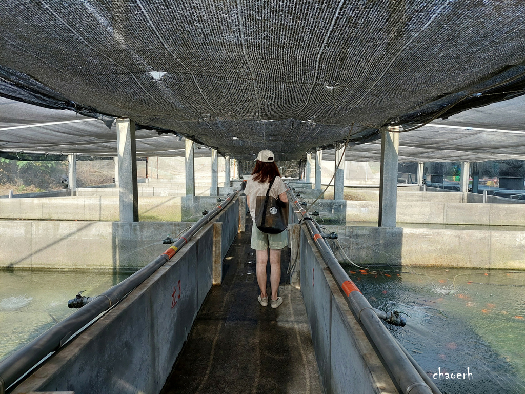 屏東-阿岳金魚 《 親子景點︱DIY彩繪︱全台最大觀光金魚養殖場 》－Chaoerh小昭的部落格｜痞客邦