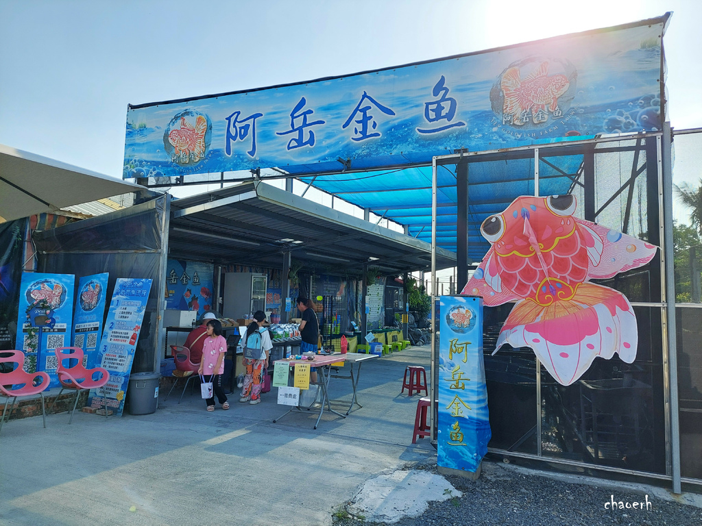 屏東-阿岳金魚 《 親子景點︱DIY彩繪︱全台最大觀光金魚養殖場 》－Chaoerh小昭的部落格｜痞客邦