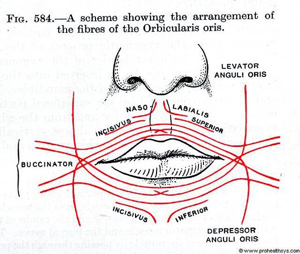 Modiolus of Mouth @ 察爾斯大夫 美麗殿堂 Dr. Charles Meridien Palace :: 痞客邦