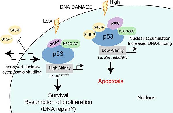 Cellular tumor suppressor protein p53（the Guardian of the genome ...