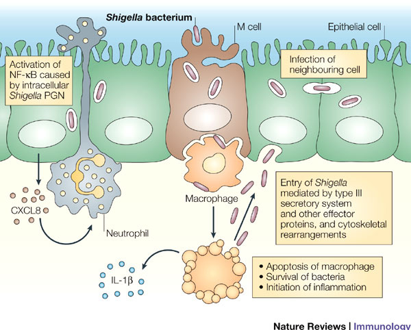 M cells：Microfold cells or Epitheliocytus microplicatus) @ 察爾斯大夫 美麗殿堂 ...