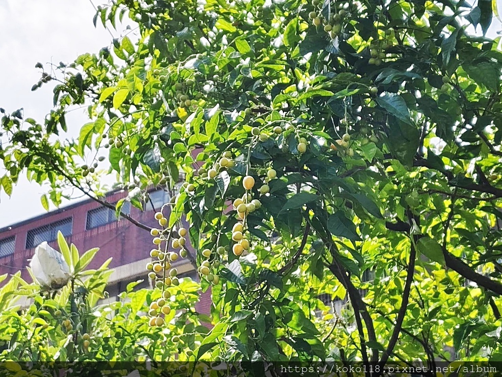 114.6.20 荷花盛開時.....－繁星的冥想世界｜痞客邦