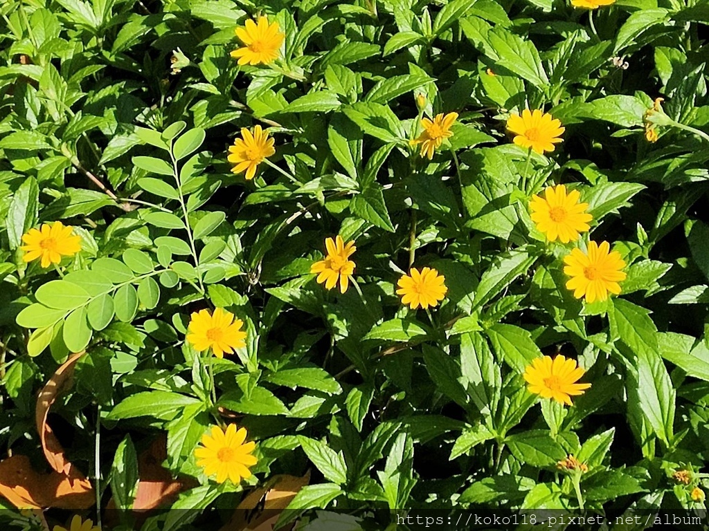 114.6.20 荷花盛開時.....－繁星的冥想世界｜痞客邦