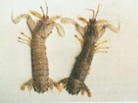 輕鬆一下:蝦姑頭 倒退嚕 瀨尿蝦 戰車 浪花蟹 您分得清楚這些海鮮嗎?－新奇 創意 點子 生活分享站 (沒有華麗外表有耐心用心看 就不會後悔的 ...