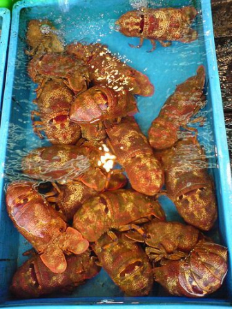 輕鬆一下:蝦姑頭 倒退嚕 瀨尿蝦 戰車 浪花蟹 您分得清楚這些海鮮嗎?－新奇 創意 點子 生活分享站 (沒有華麗外表有耐心用心看 就不會後悔的 ...