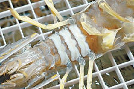 輕鬆一下:蝦姑頭 倒退嚕 瀨尿蝦 戰車 浪花蟹 您分得清楚這些海鮮嗎?－新奇 創意 點子 生活分享站 (沒有華麗外表有耐心用心看 就不會後悔的 ...