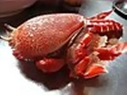 輕鬆一下:蝦姑頭 倒退嚕 瀨尿蝦 戰車 浪花蟹 您分得清楚這些海鮮嗎?－新奇 創意 點子 生活分享站 (沒有華麗外表有耐心用心看 就不會後悔的 ...