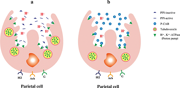 圖解藥理學 04 胃部潰瘍用藥08－快樂小藥師 Im pharmacist nichts glücklich｜痞客邦