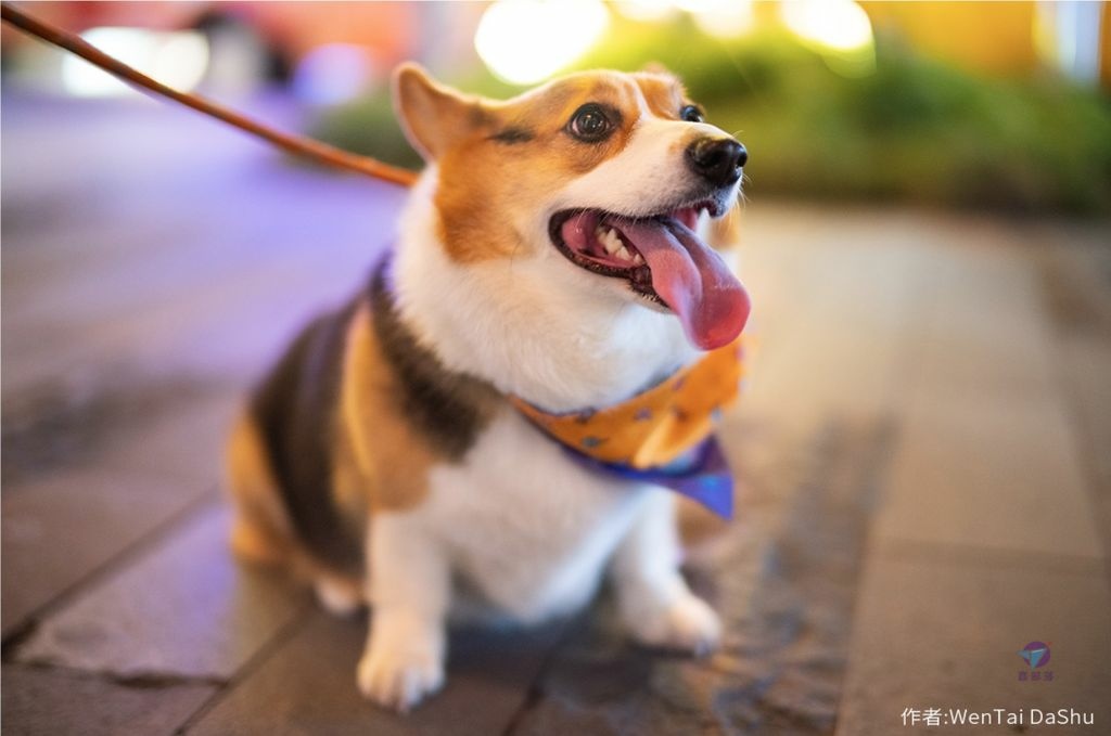 2023年4支f/0.95超大光圈鏡頭推薦【平價f/0.95超大光圈鏡頭購買指南】－鑫部落 心經營!｜痞客邦