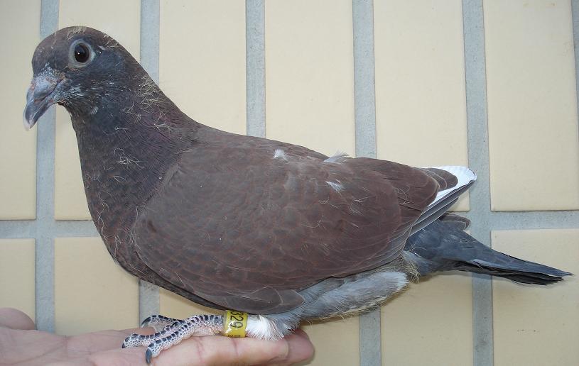 pigeon - 古老傳說 3546西翁系14-29紅羽♀幼鴿 －阿霖的"信義鴿舍" 的相簿｜痞客邦 PIXNET