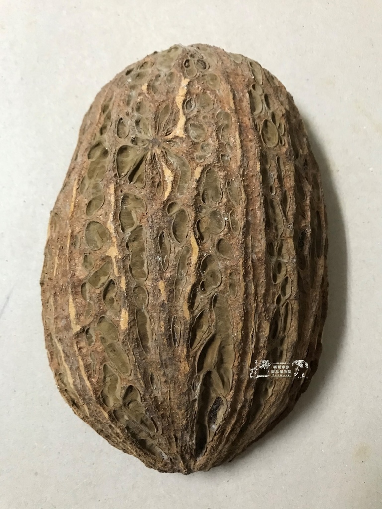 雙色可可/白可可/榴槤可可/Jaguar tree /Mocambo tree/White Cacao－胖胖樹的熱帶雨林｜痞客邦