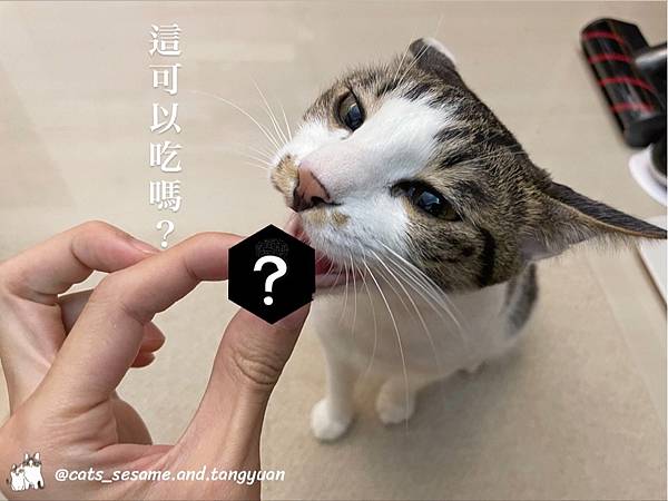 【貓咪知識篇 Ep4】這些水果要小心! ┃ 貓咪不能偷嚐的5種『禁果』!