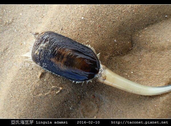 亞氏海豆芽 Lingula adamsi－烈嶼觀察筆記｜痞客邦