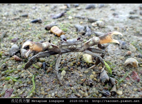 長足長方蟹 Metaplax longipes @ 烈嶼觀察筆記 :: 痞客邦