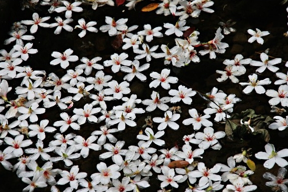 桐花圖檔 - 桐花圖檔-008.jpg @ 北市客家文化協會 的相簿 :: 痞客邦 PIXNET