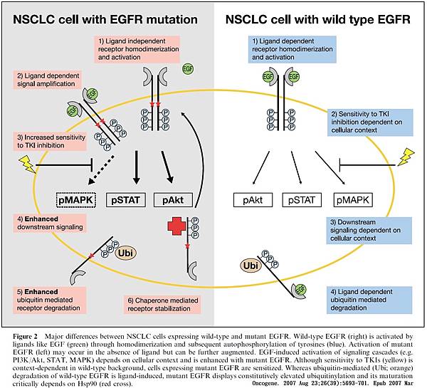 叔叔科普：什麼是Epidermal growth factor receptor, EGFR呢 ?－基因叔叔：科普、期刊導讀(Uncle ...