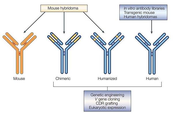 漫談免疫學-11 @ 人生沒有用不到的經歷 :: 痞客邦